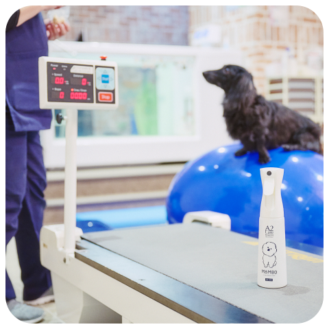 A2Care｜MAMBOとコラボしたペット用スプレーボトルが登場！【エーツーケア】｜全日空商事